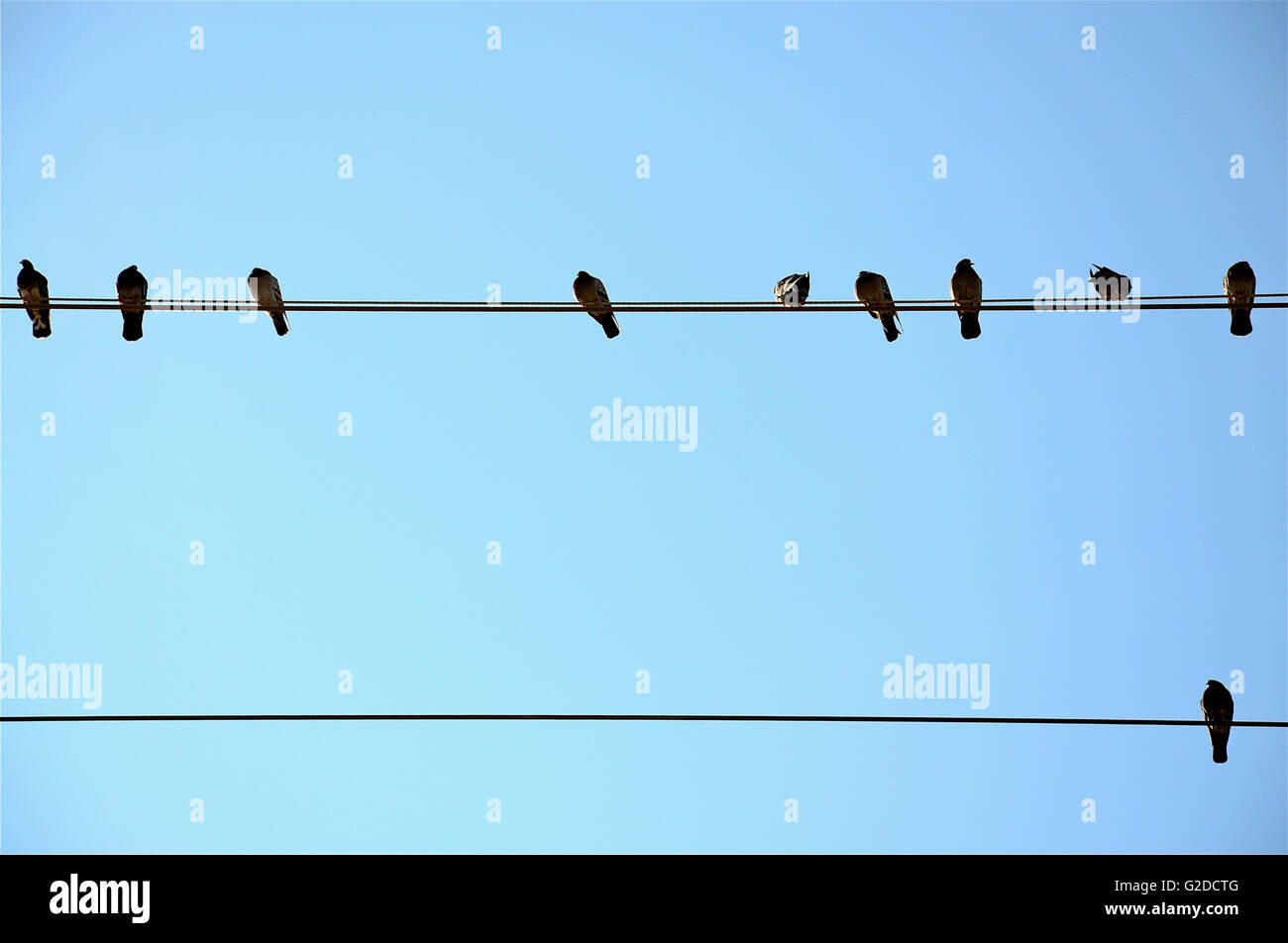 Multiple birds hi-res stock photography and images - Alamy