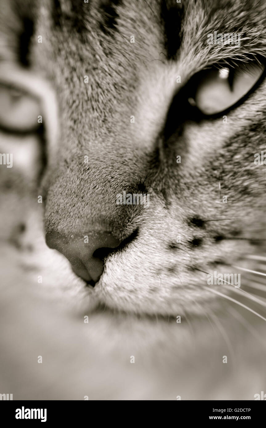 Cat's Face, Close Up Stock Photo - Alamy