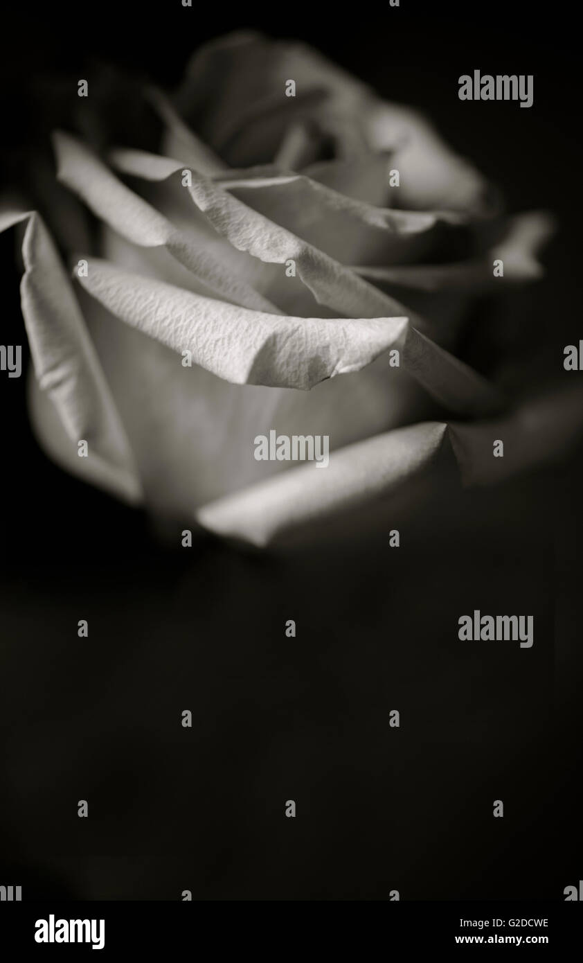 Single Rose, Close Up Stock Photo - Alamy
