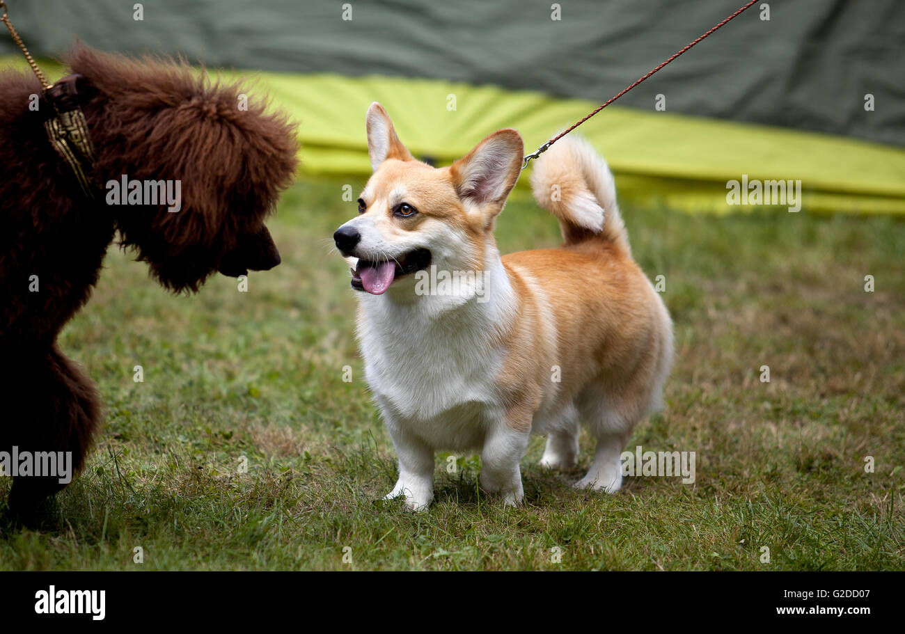 Portrait of a cute Welsh Corgi Dog Stock Photo - Alamy