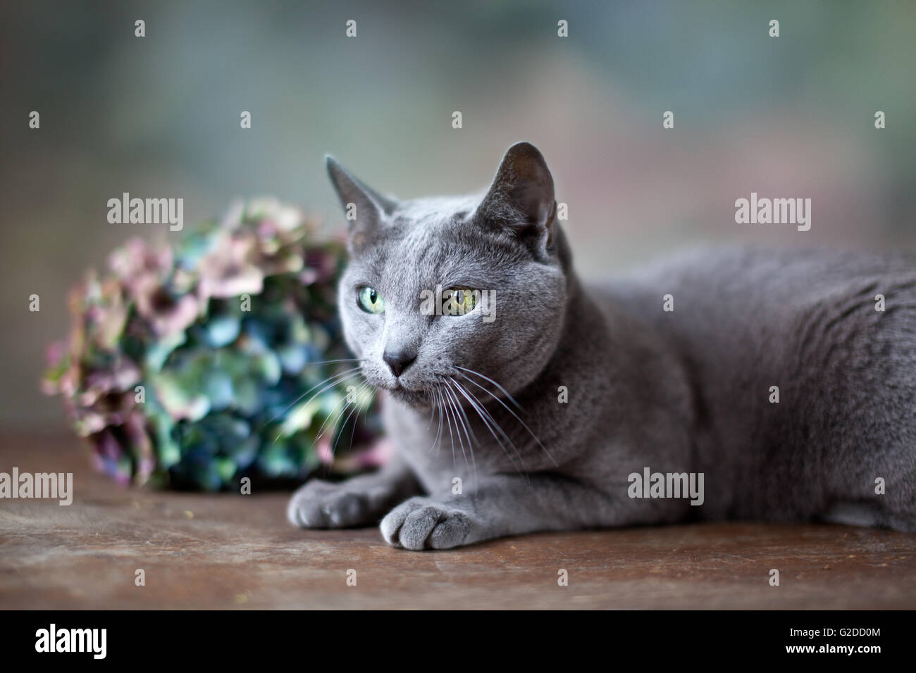 Portrait of a purebred Russian Blue Cat Stock Photo - Alamy