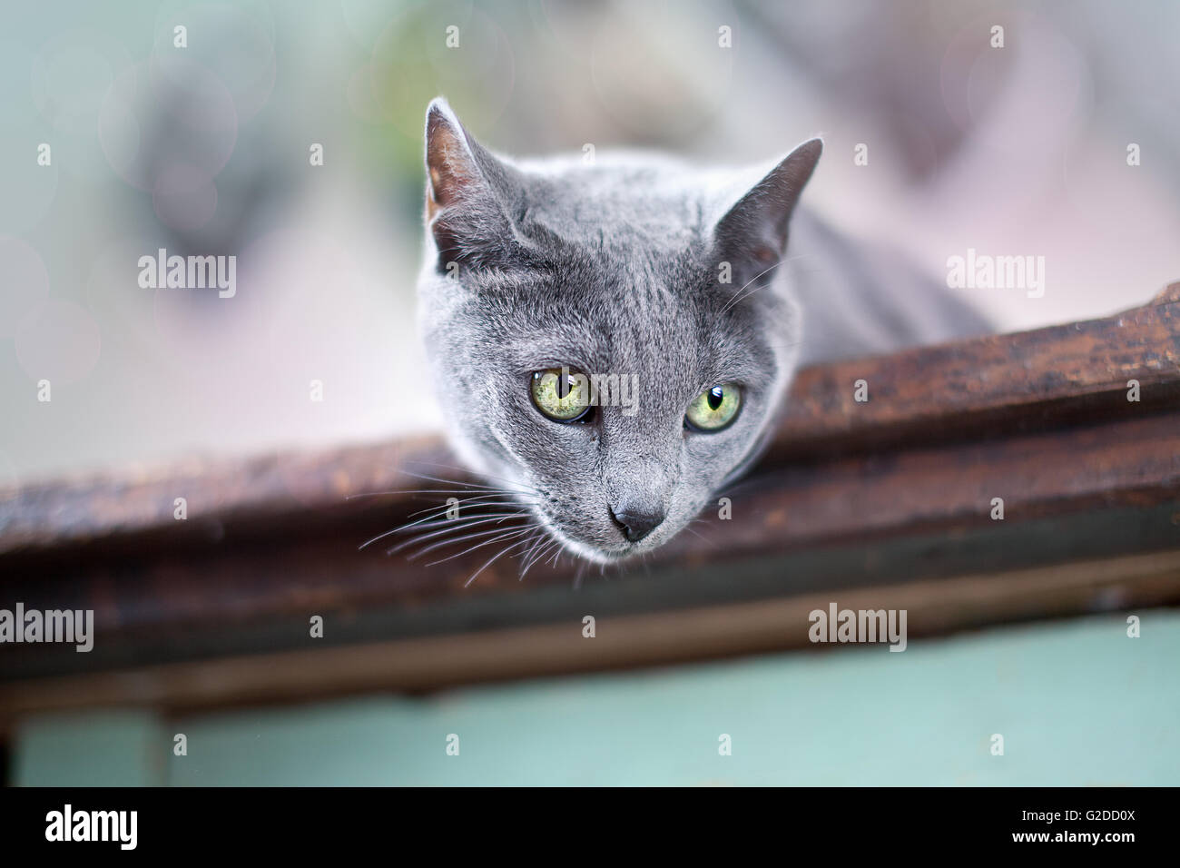 Portrait of a purebred Russian Blue Cat Stock Photo - Alamy