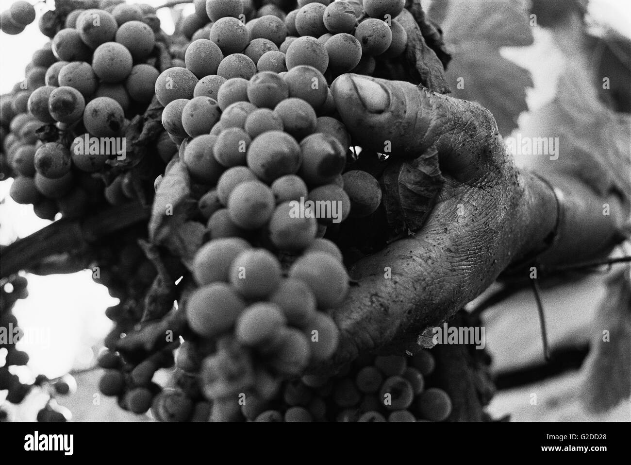 Hand ,grapes, vineyard Black and White Stock Photos & Images - Alamy
