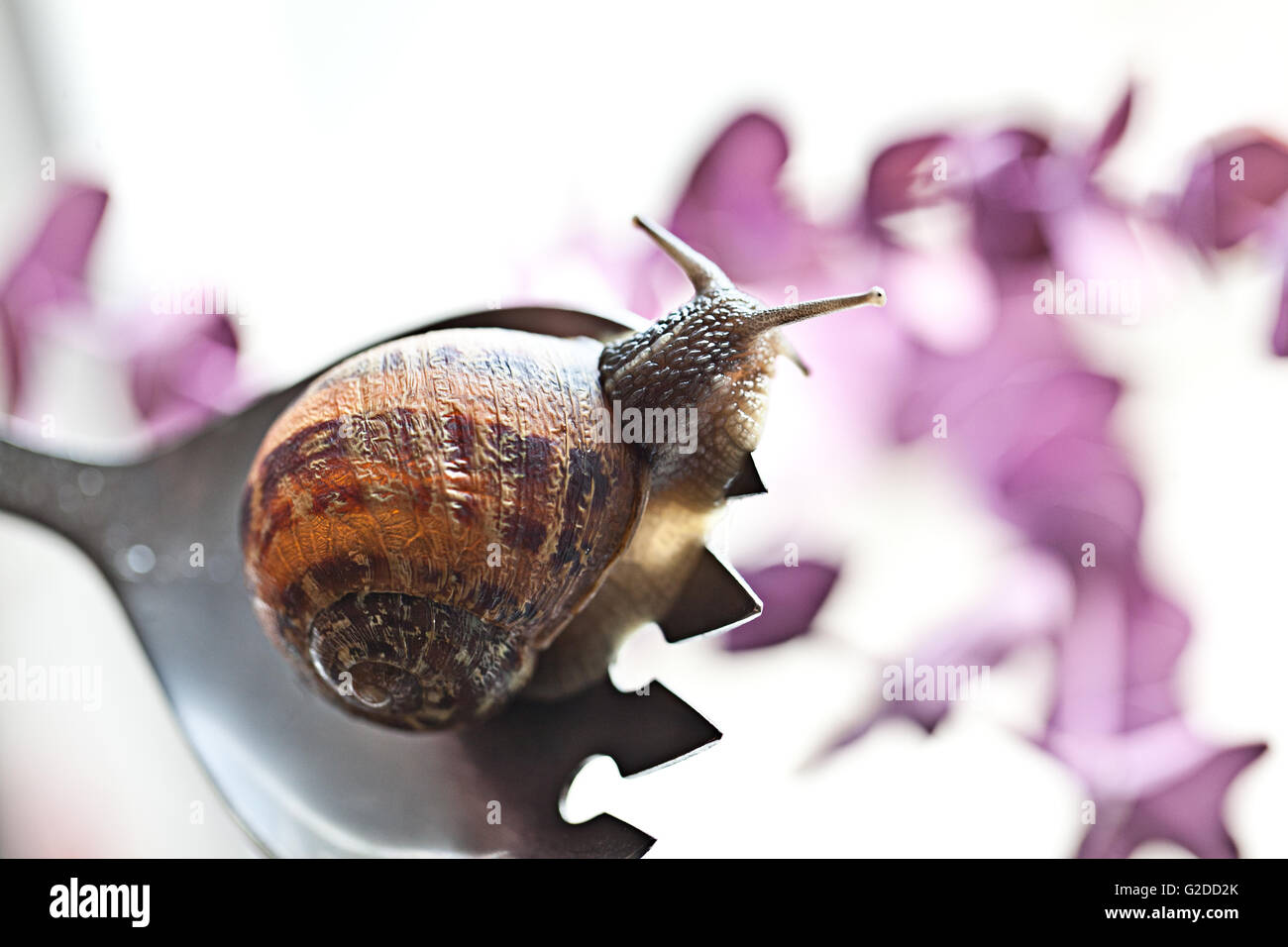 Edible Snail Cornu aspersum crawling on Fork Stock Photo - Alamy