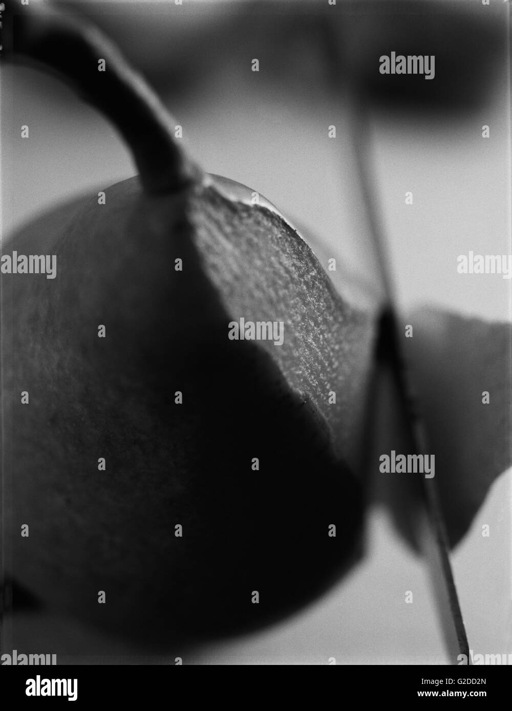 Cutting skin of fruit Black and White Stock Photos & Images - Alamy