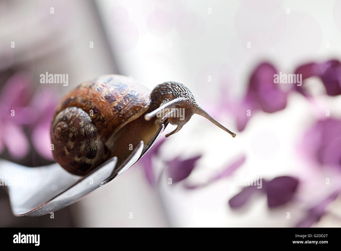 Edible Snail Cornu aspersum crawling on Fork Stock Photo - Alamy