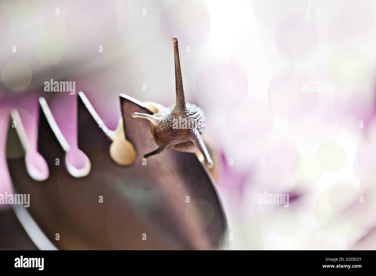 Edible Snail Cornu aspersum crawling on Fork Stock Photo - Alamy