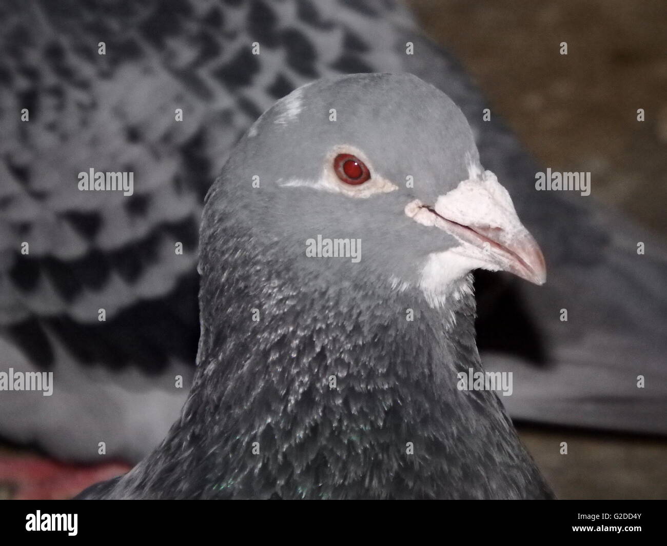 detail of the head carrier pigeon Stock Photo - Alamy