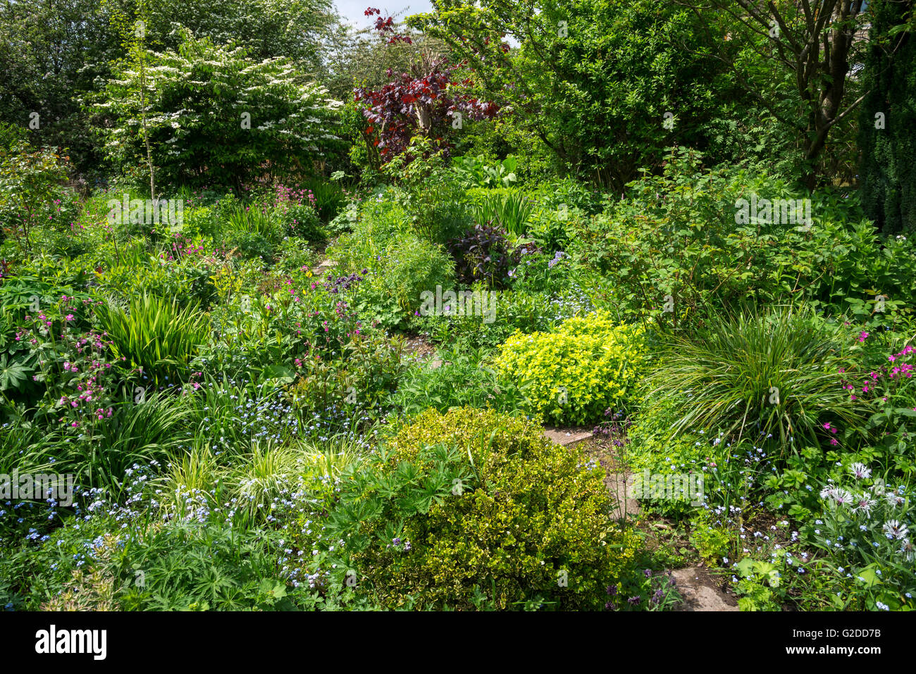 An English cottage garden in late May with a abundance of informal ...