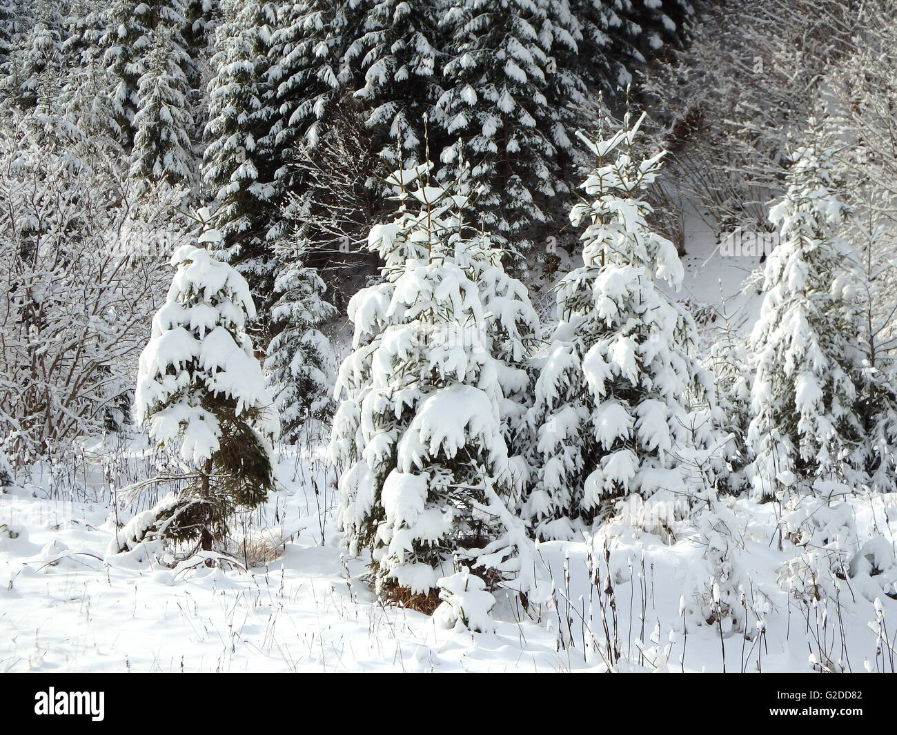 young spruce and new snow, snowy spruce Stock Photo - Alamy