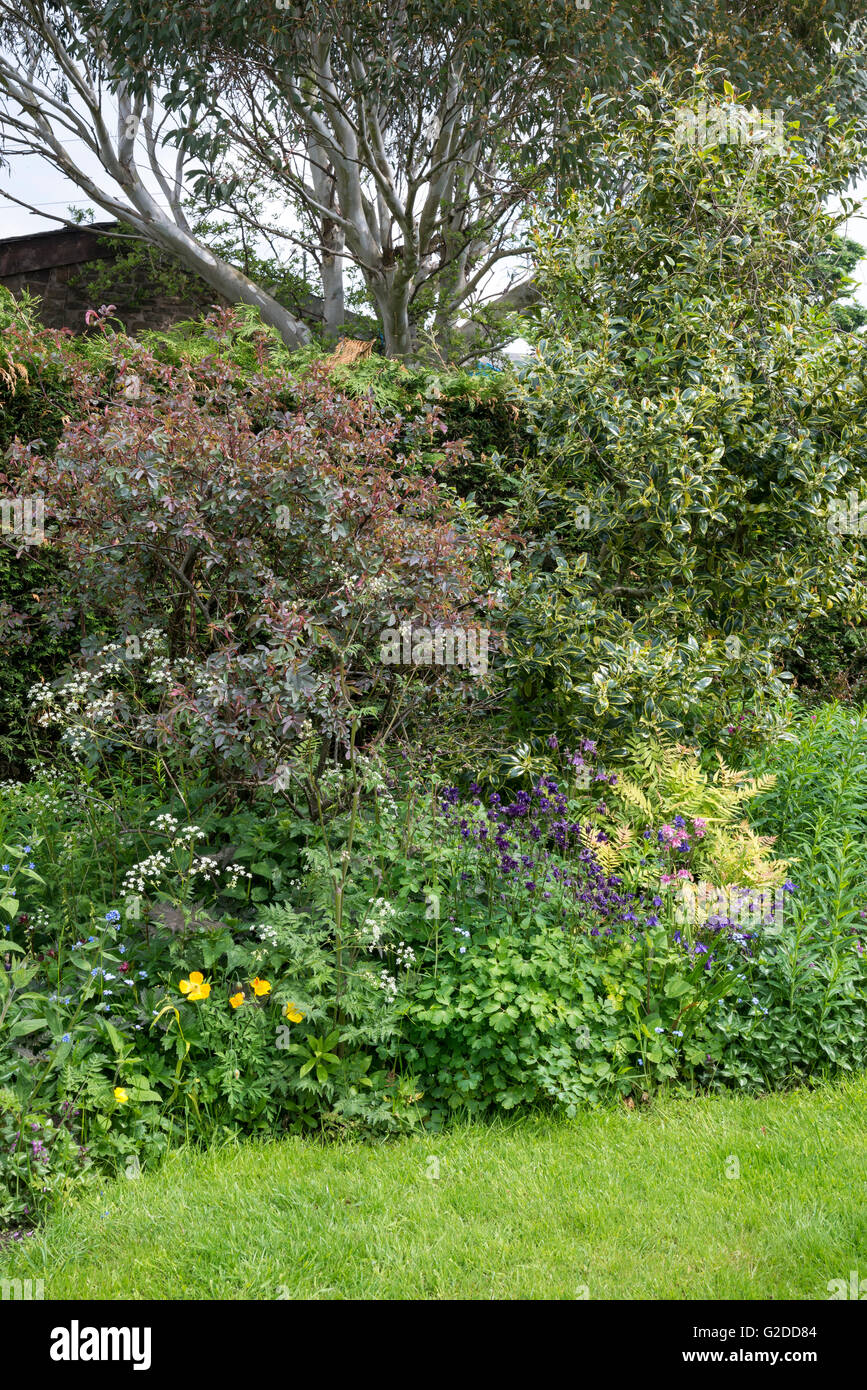 An English cottage garden in late May with a abundance of informal ...