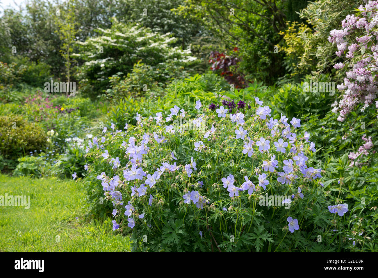An English cottage garden in late May with a abundance of informal ...
