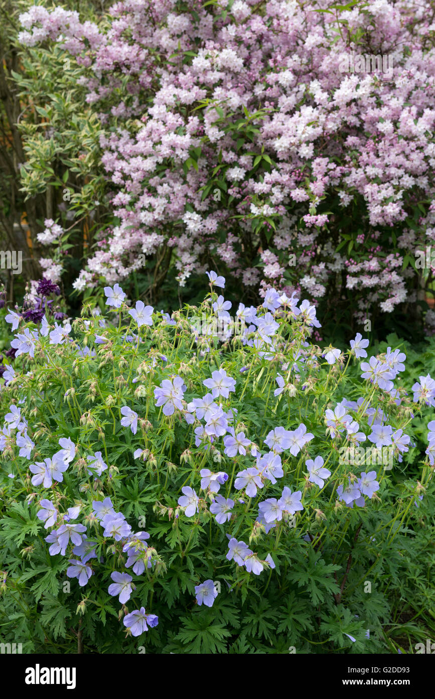 An English cottage garden in late May with a pale blue hardy Geranium ...