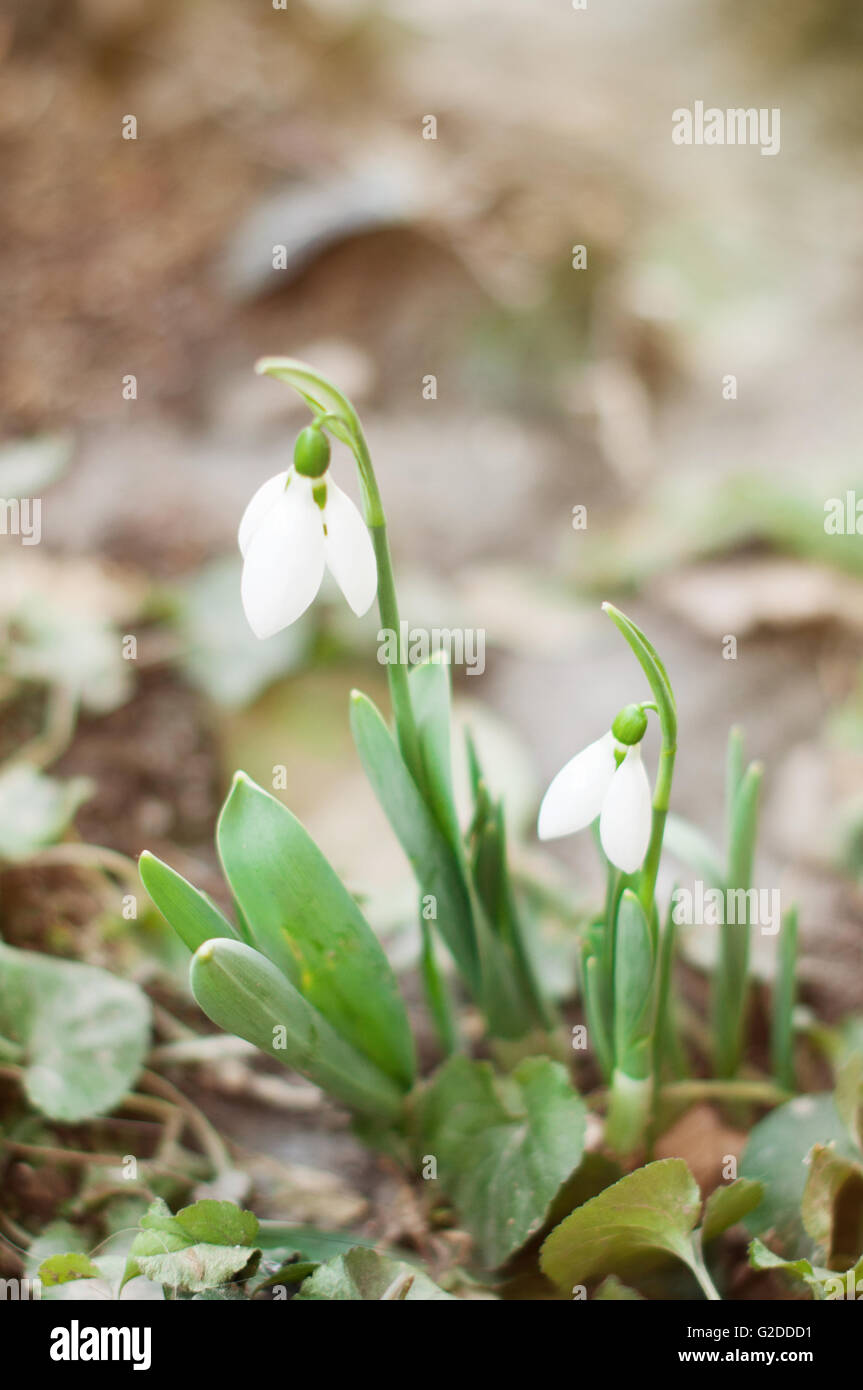 Hanging snowdrop flower hi-res stock photography and images - Alamy