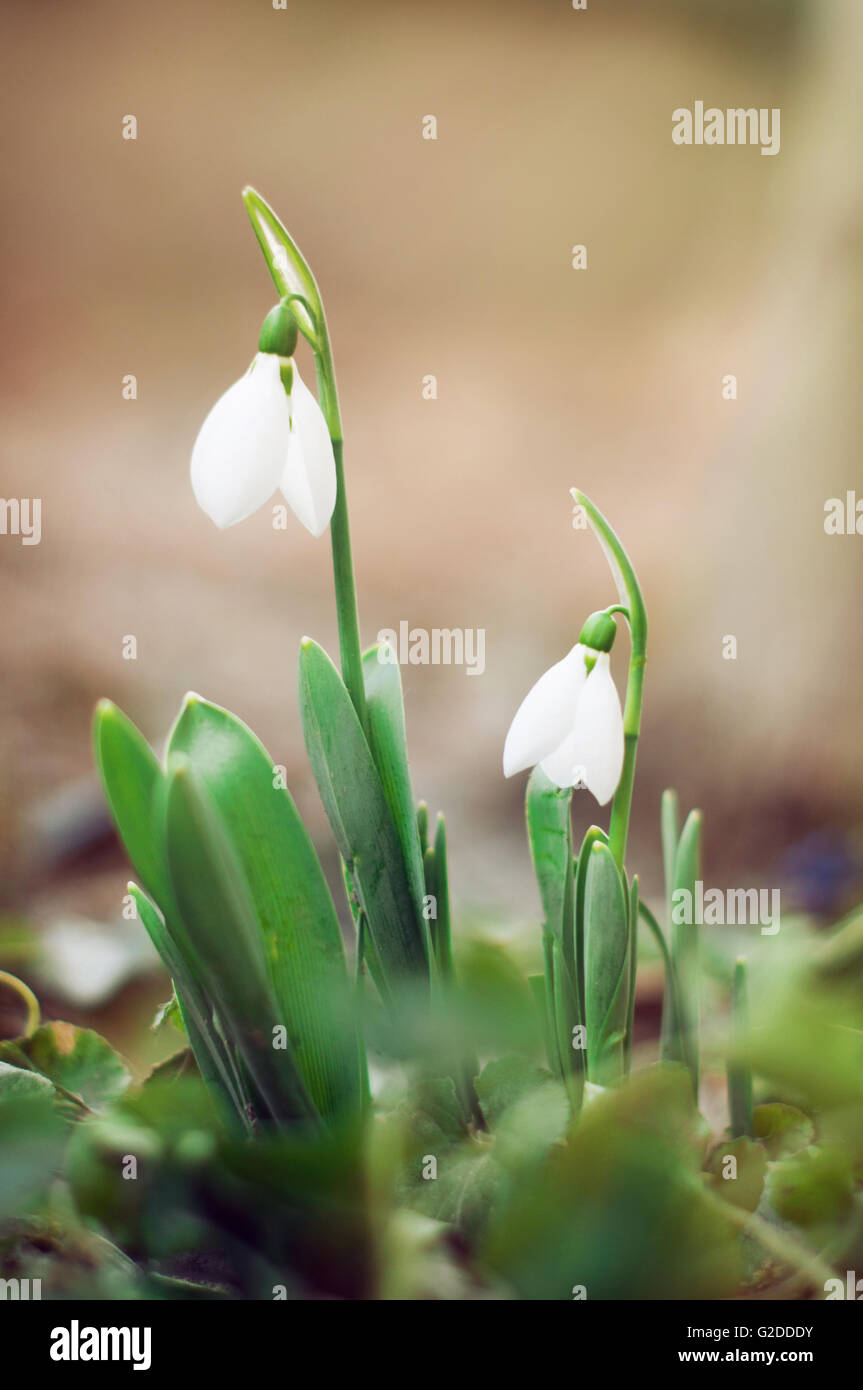 Hanging snowdrop flower hi-res stock photography and images - Alamy