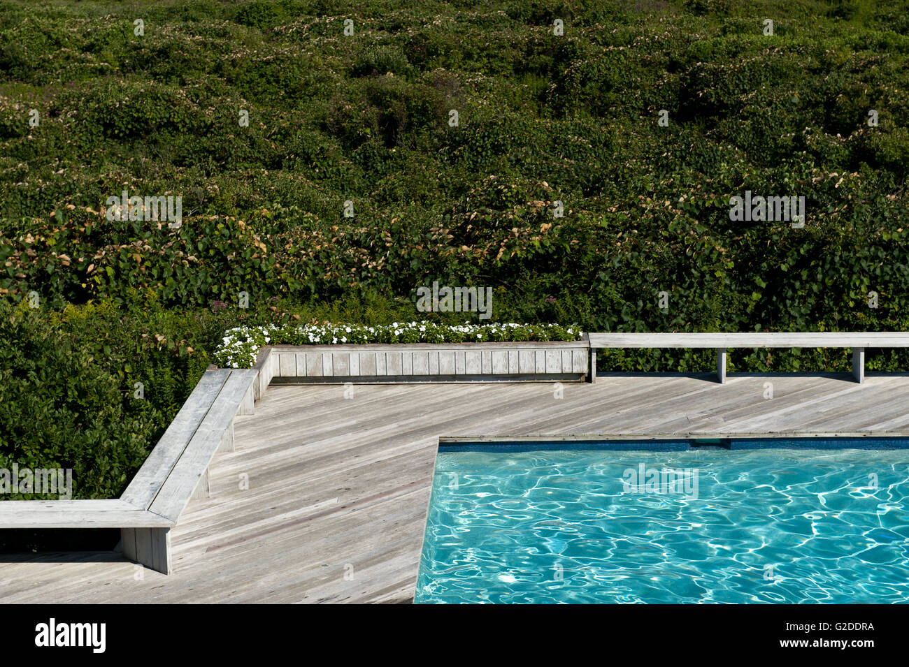 Swimming Pool With Green Shrubs in Background Stock Photo - Alamy