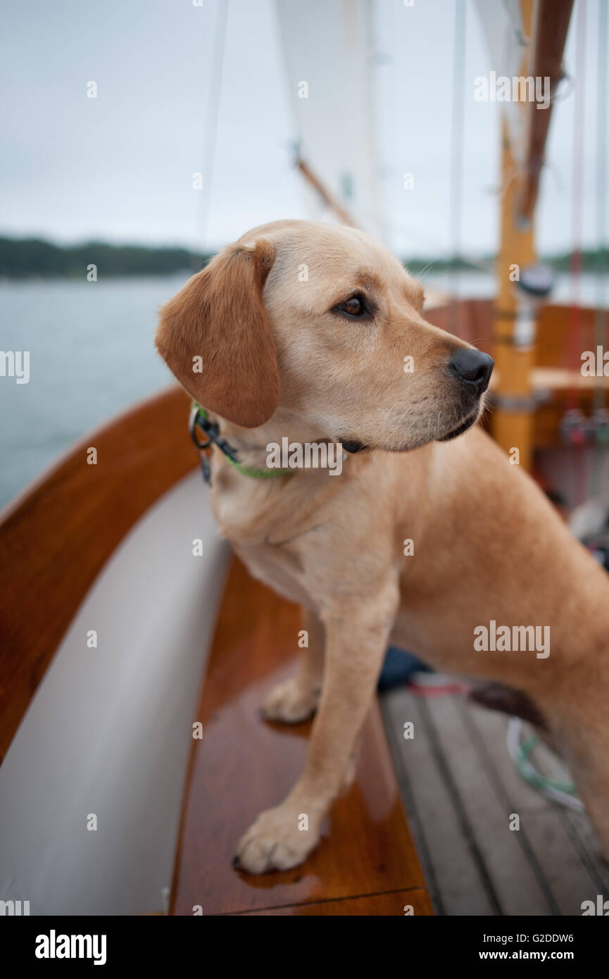 Animal boat hi-res stock photography and images - Alamy
