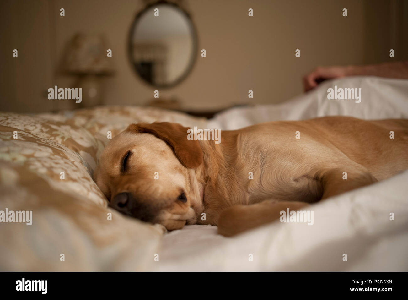 Dog sleeping on bed hi-res stock photography and images - Alamy