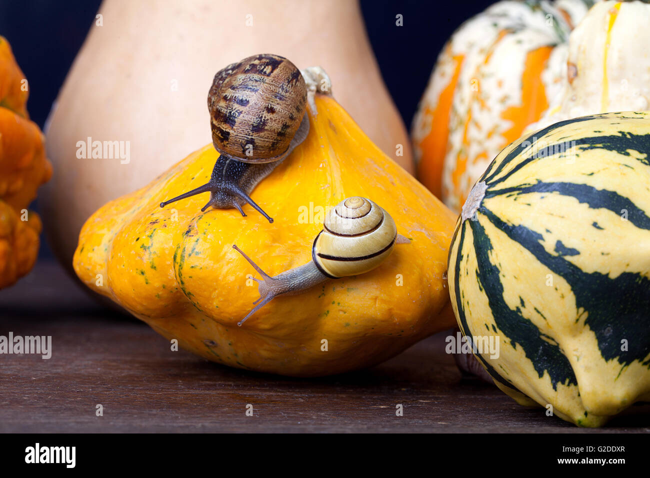 Vineyard snails hi-res stock photography and images - Alamy