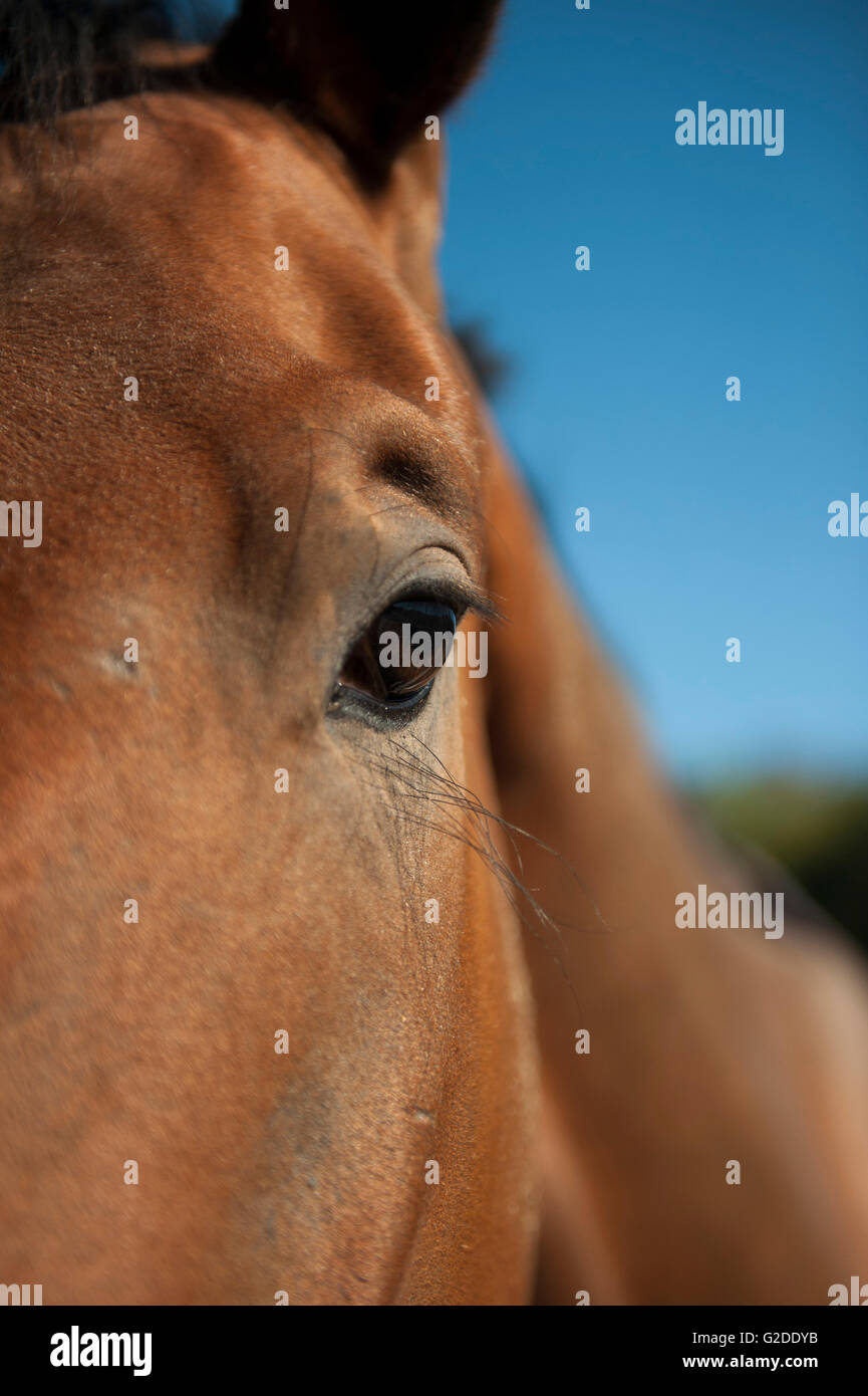 Horse face close up hi-res stock photography and images - Alamy