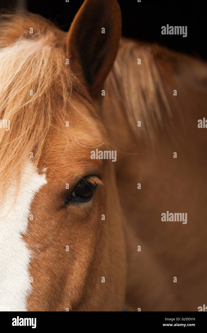 Close-up of Horse's Face Stock Photo - Alamy