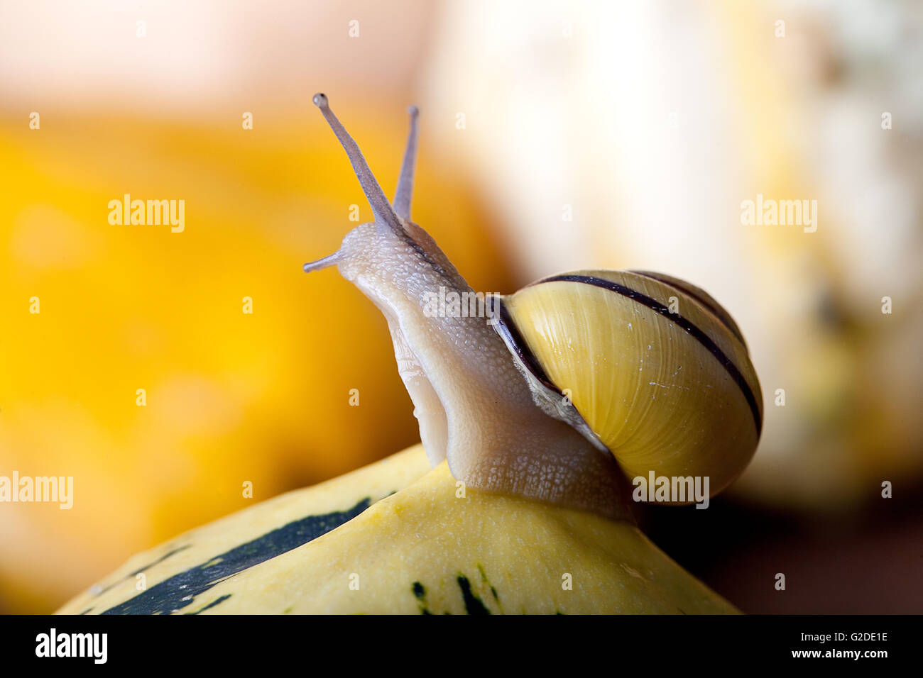 Autumn Image with small banded garden snails and vineyard snails ...