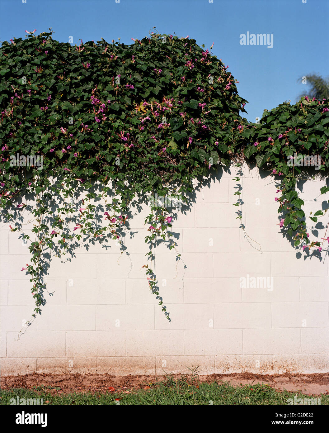 Cinder Block Wall With Clinging Vines Stock Photo - Alamy