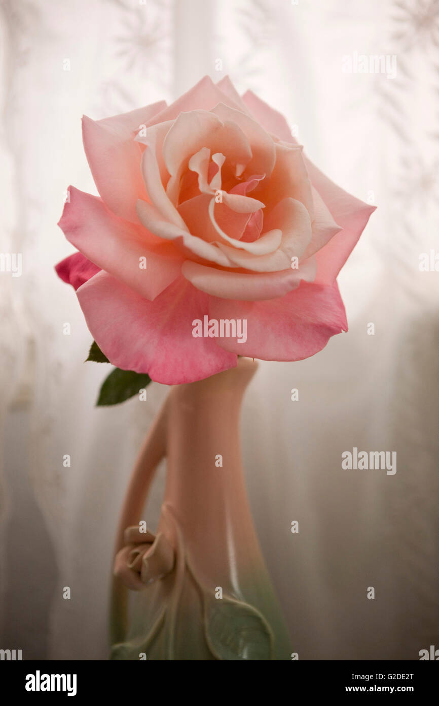 Pink Rose in Vase Stock Photo - Alamy