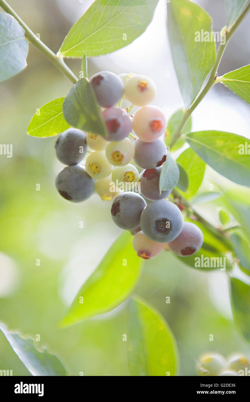 Blueberries on Leafy Branch Stock Photo - Alamy