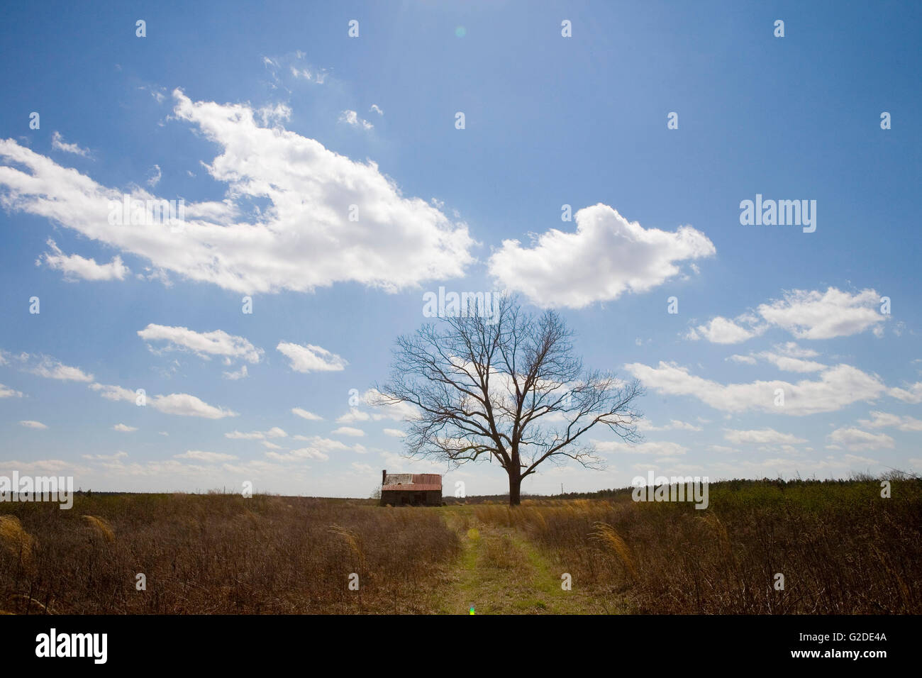 Old Farmhouse in Field with Lone Tree Stock Photo - Alamy