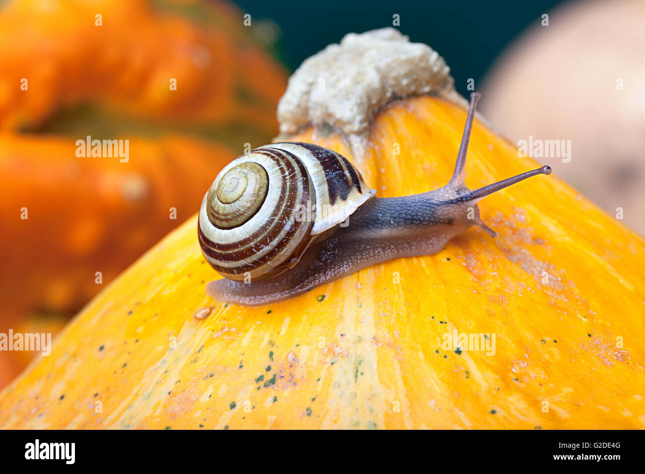 Autumn Image with small banded garden snails and vineyard snails ...