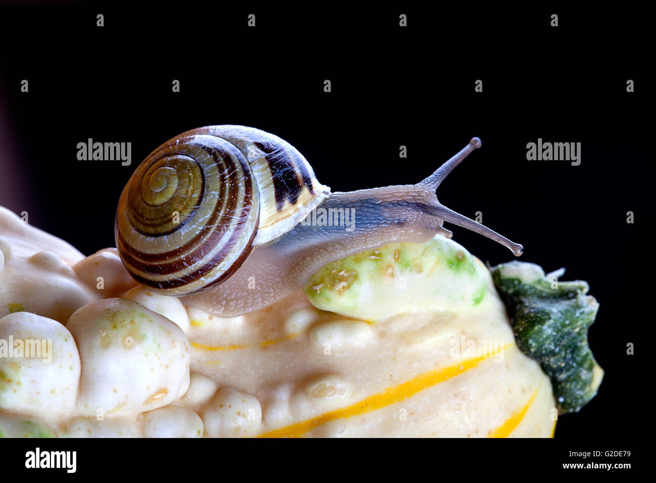 Vineyard snails hi-res stock photography and images - Alamy