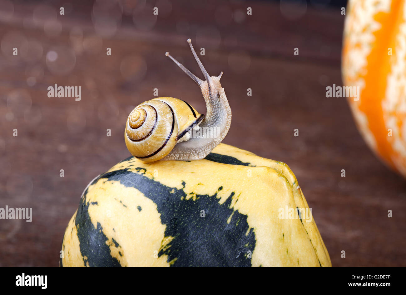 Autumn Image with small banded garden snails and vineyard snails ...