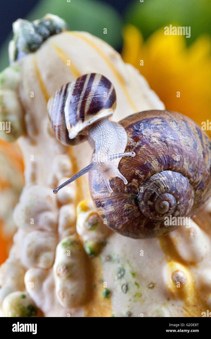 Autumn Image with small banded garden snails and vineyard snails ...
