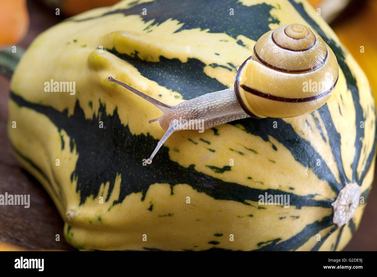 Autumn Image with small banded garden snails and vineyard snails ...