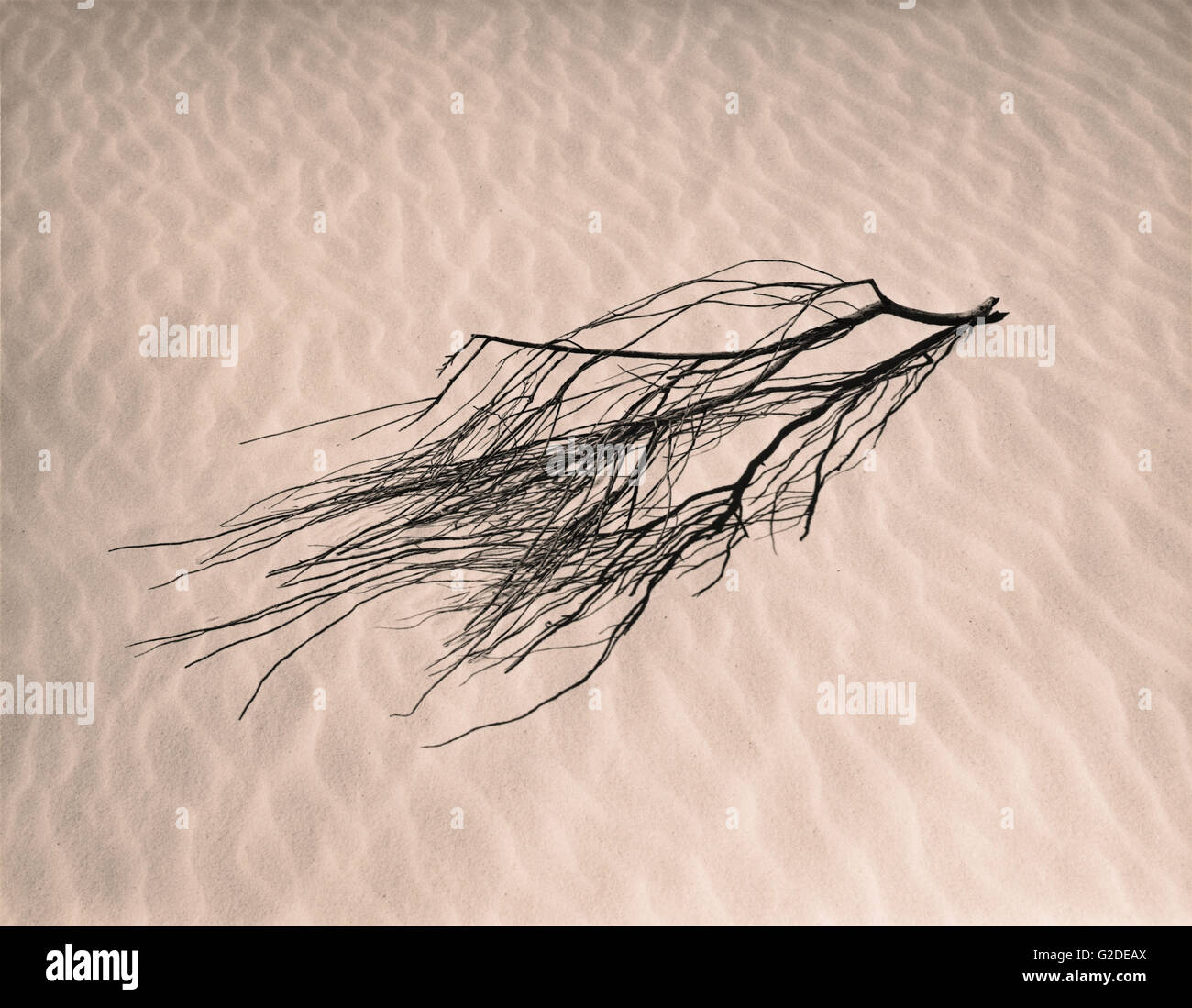 Desert weed hi-res stock photography and images - Alamy