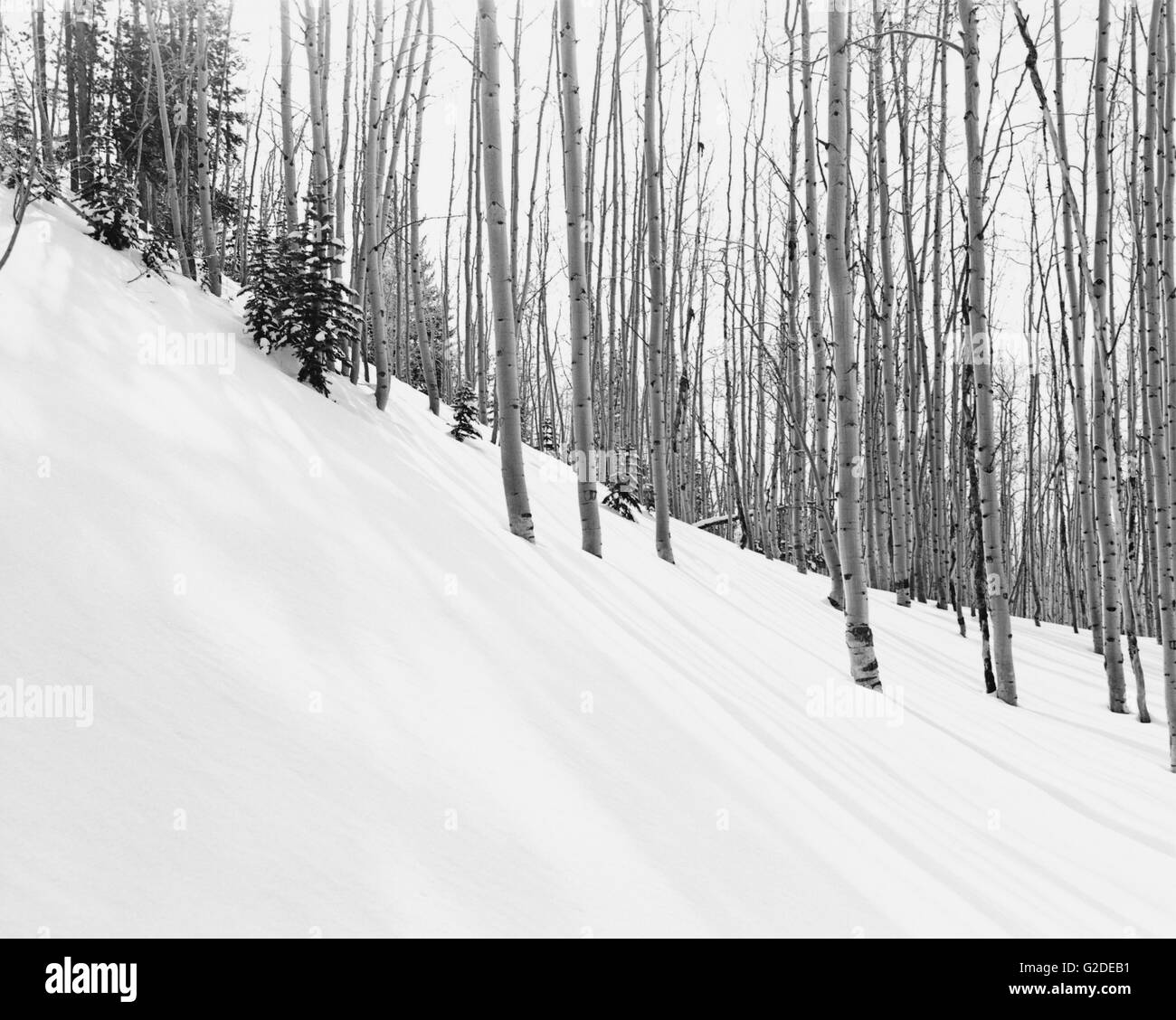 Aspen Trees in Snow Stock Photo - Alamy
