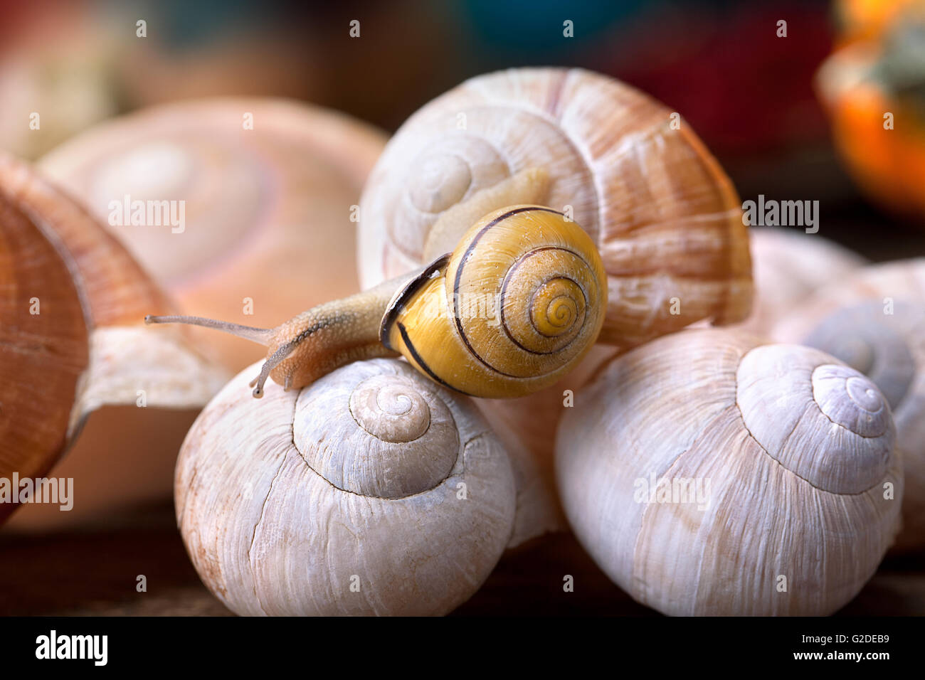 Small banded garden snails crawling on large empty snail shells Stock ...