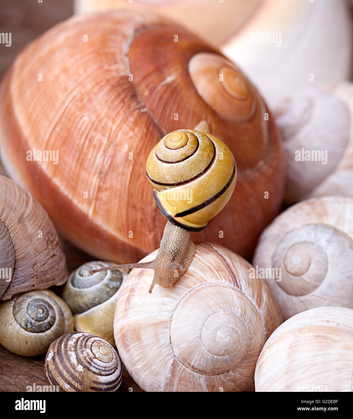 Large garden snails hi-res stock photography and images - Alamy