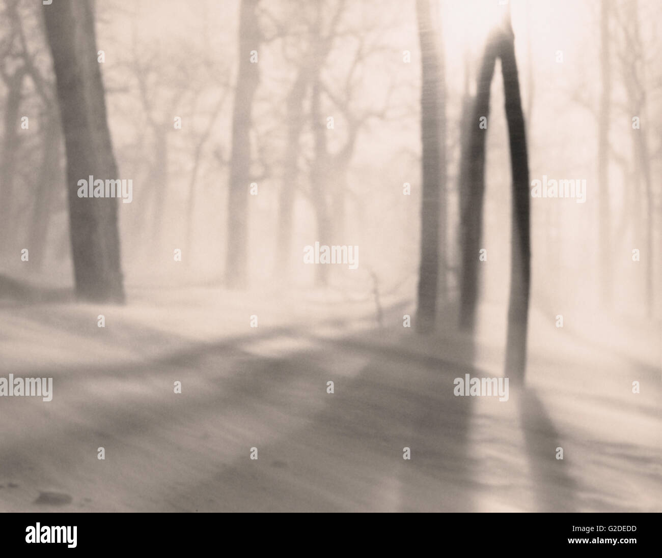 Shadowy trees hi-res stock photography and images - Alamy