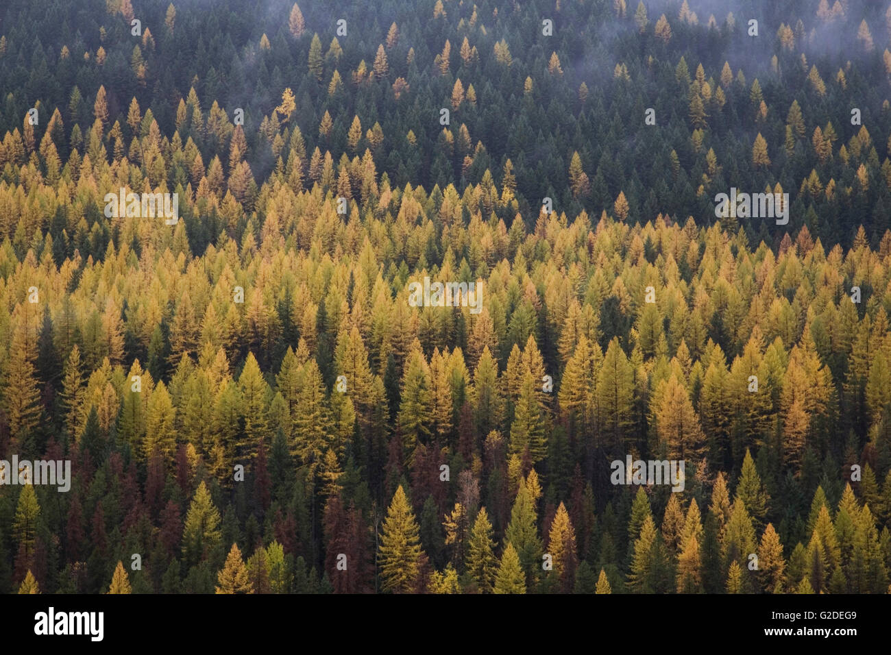 Coniferous Forest