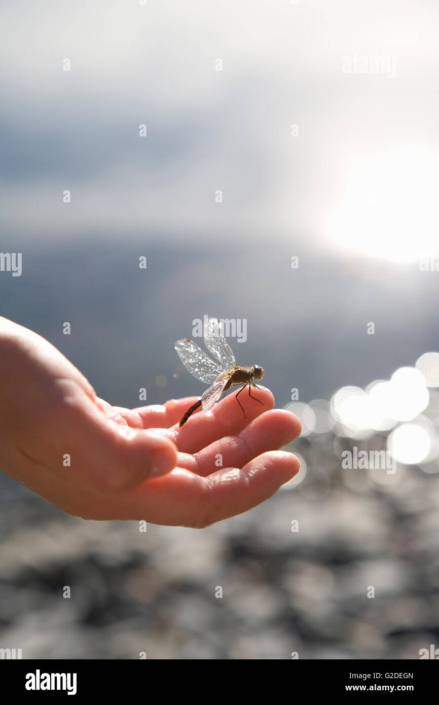 Dragonfly in Child’s Hand Stock Photo - Alamy