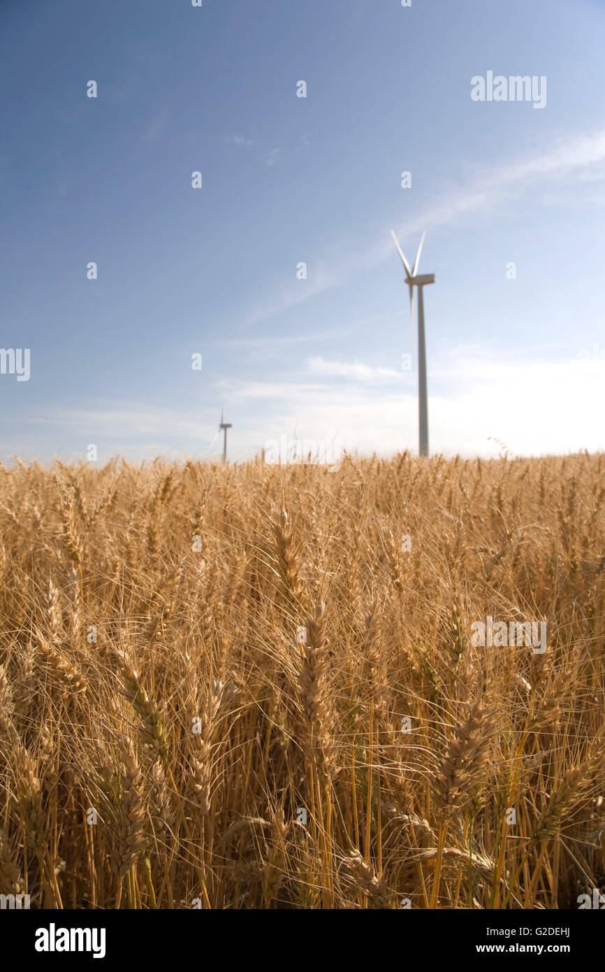 Wheat Field with Wind Turbines Stock Photo - Alamy