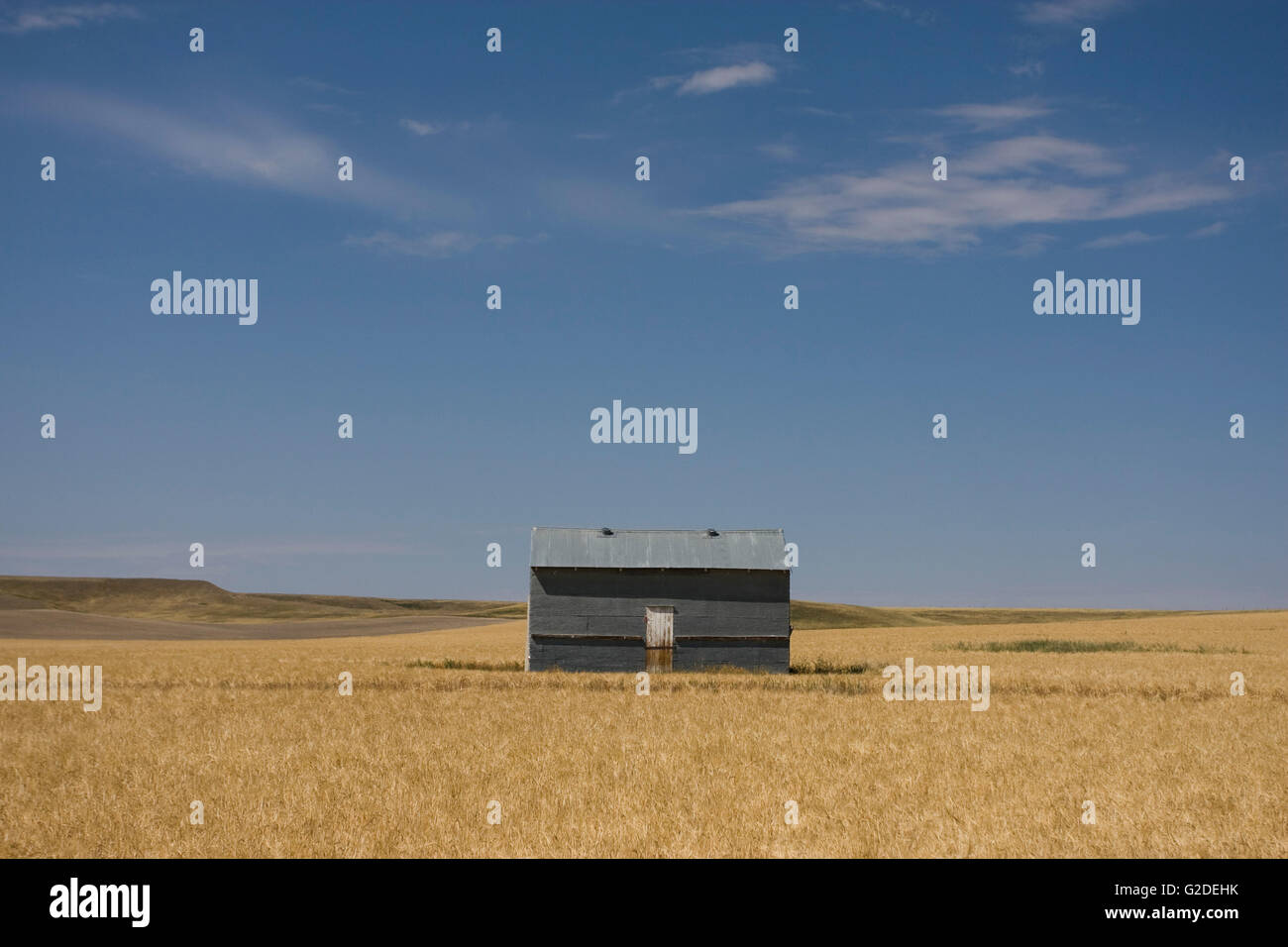 Single Farm Building in Wheat Field Stock Photo - Alamy