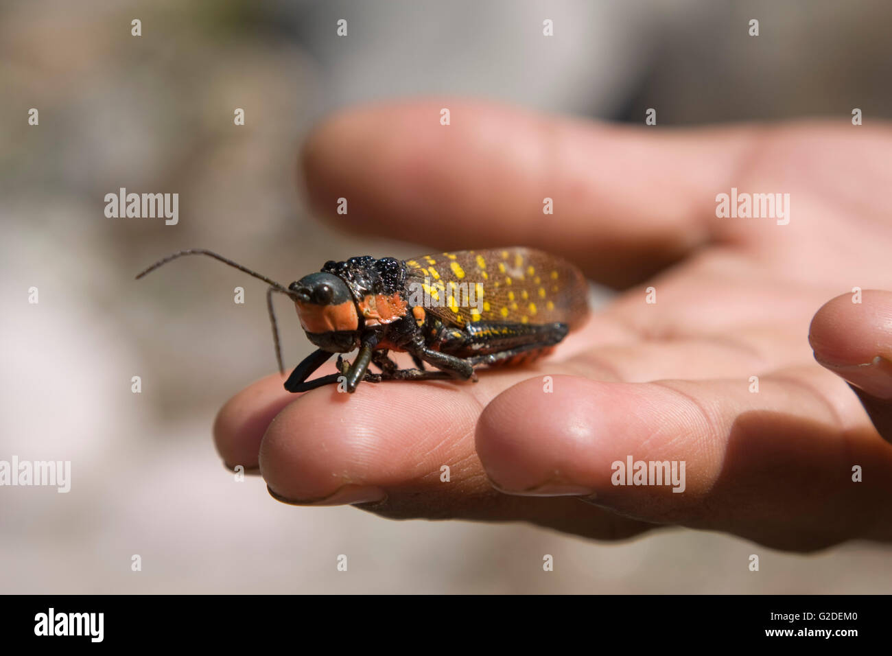 Locusts hi-res stock photography and images - Alamy