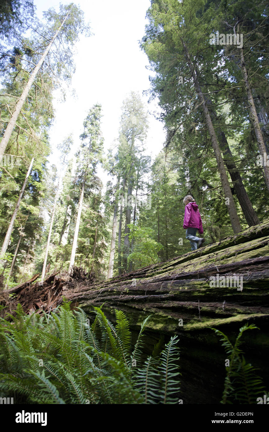 Young Girl Walking on Fallen Redwood Tree, Redwood National Park ...