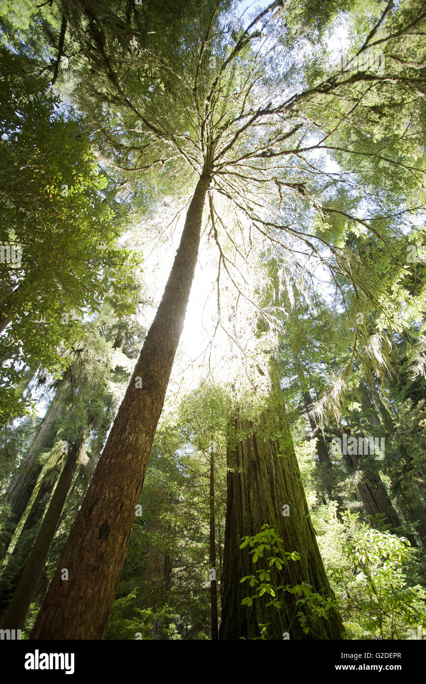 Redwood Trees and Sunlght, Low Angle View, Redwood National Park ...