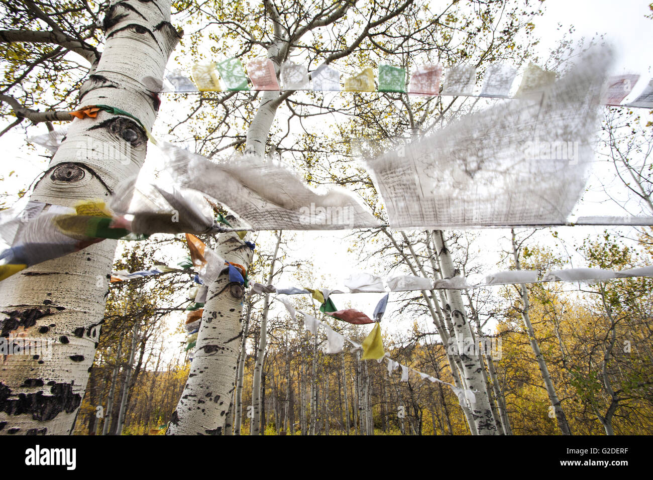 Prayer Flags Blowing in Wind in Forest of Birch Trees With Golden ...