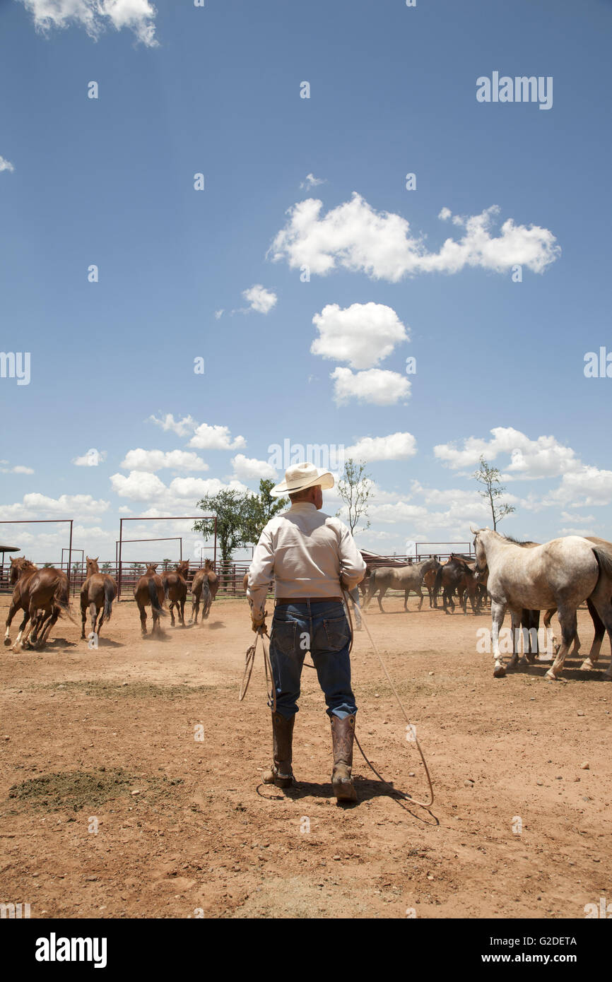 Cowboy with rope hi-res stock photography and images - Alamy