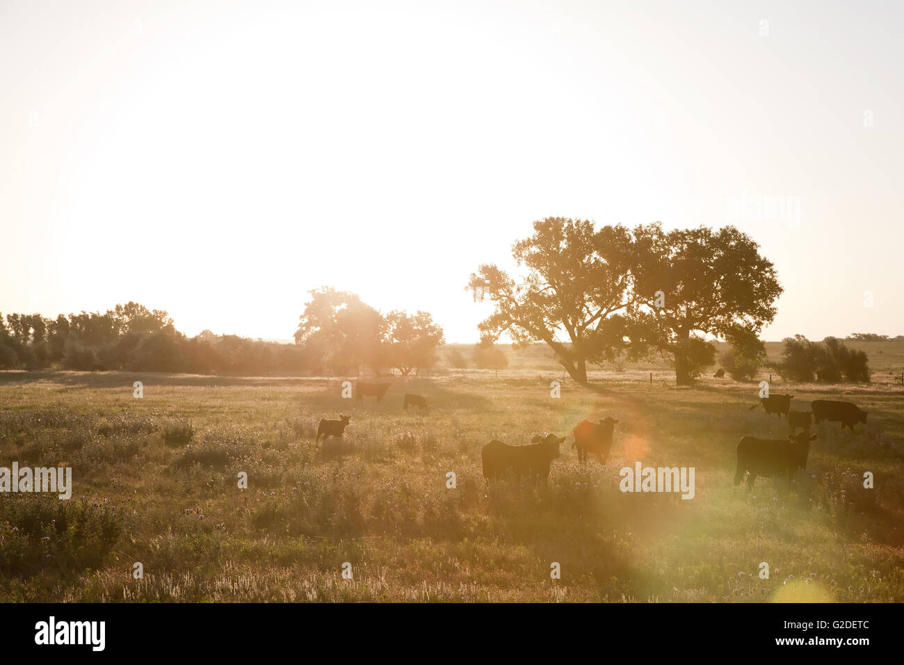 Ranch cows texas hi-res stock photography and images - Alamy